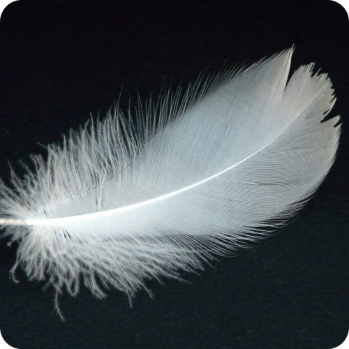 Symbolique des plumes - le message des guides et des anges - Ondes de ...