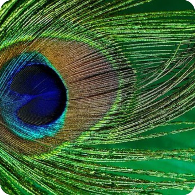 Symbolique des plumes - le message des guides et des anges - Ondes de ...